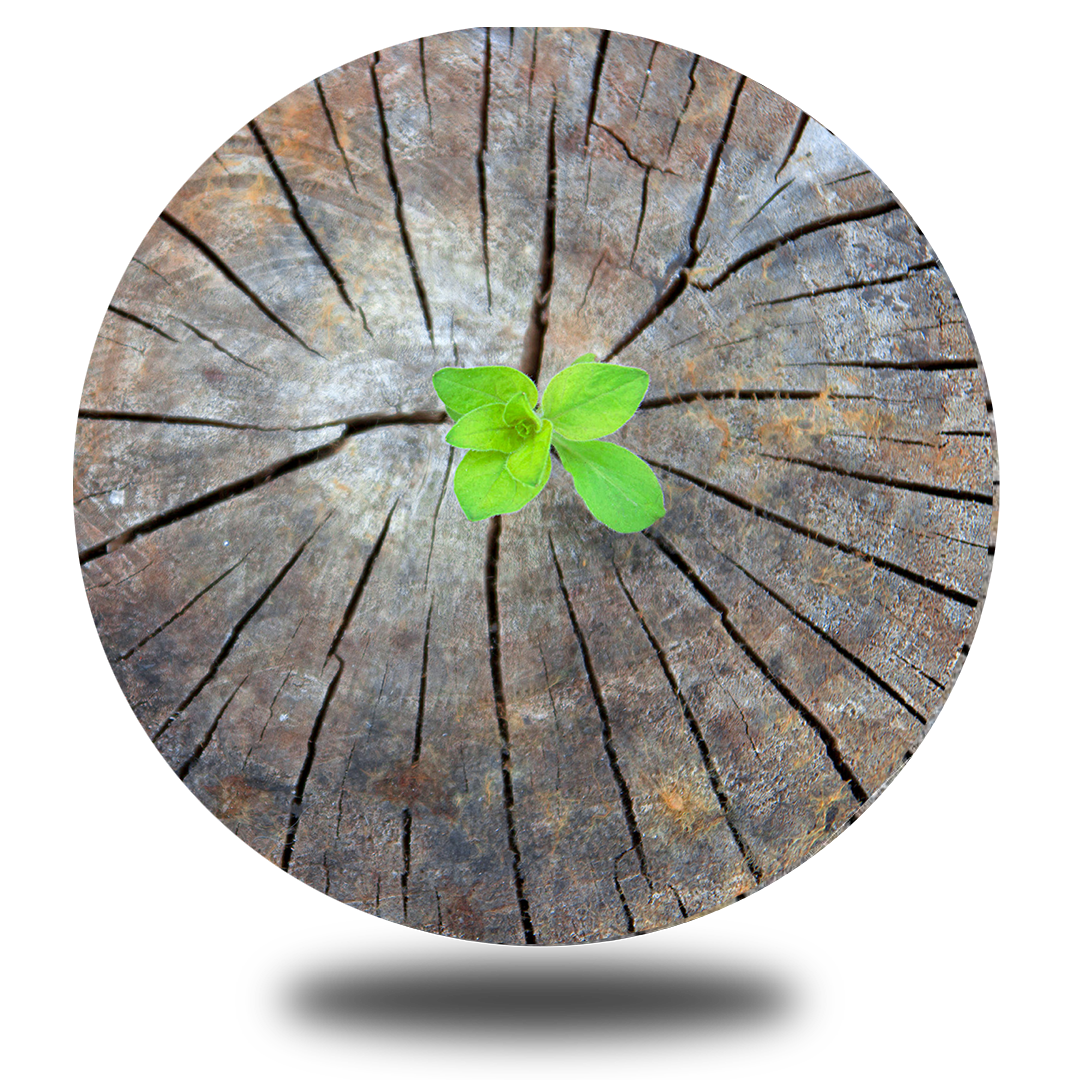 Home [kgorong-agri.co.za]